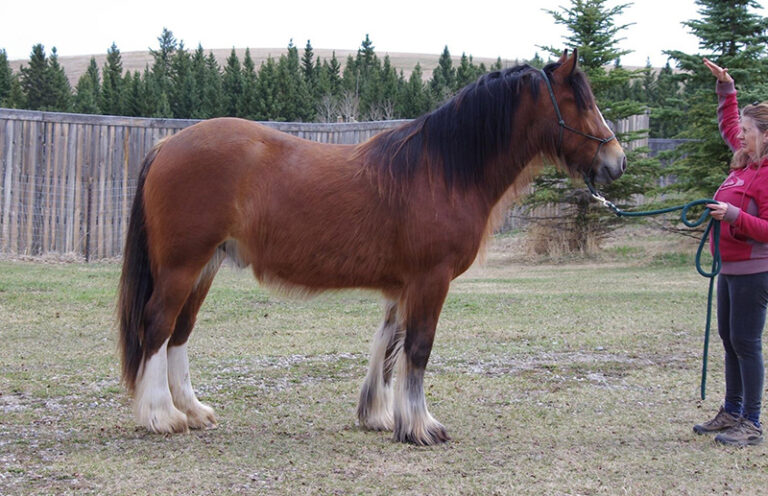 Available Horses - Dynstar Gypsy Cobs